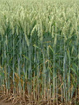 Obilie :: Food-factor