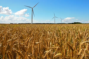 Obilie :: Food-factor