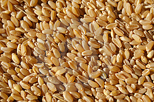 Obilie :: Food-factor